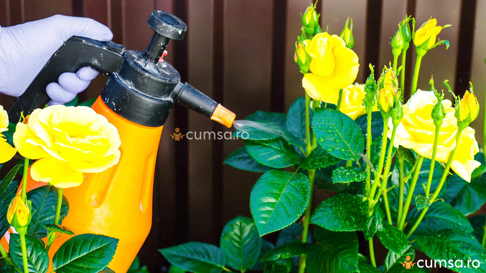 Solutie purici trandafiri. Cum sa scapi de acestia si ce tratament sa ...