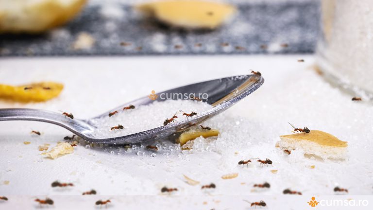 Bicarbonat de sodiu pentru furnici. Cum sa scapi de aceste insecte ...