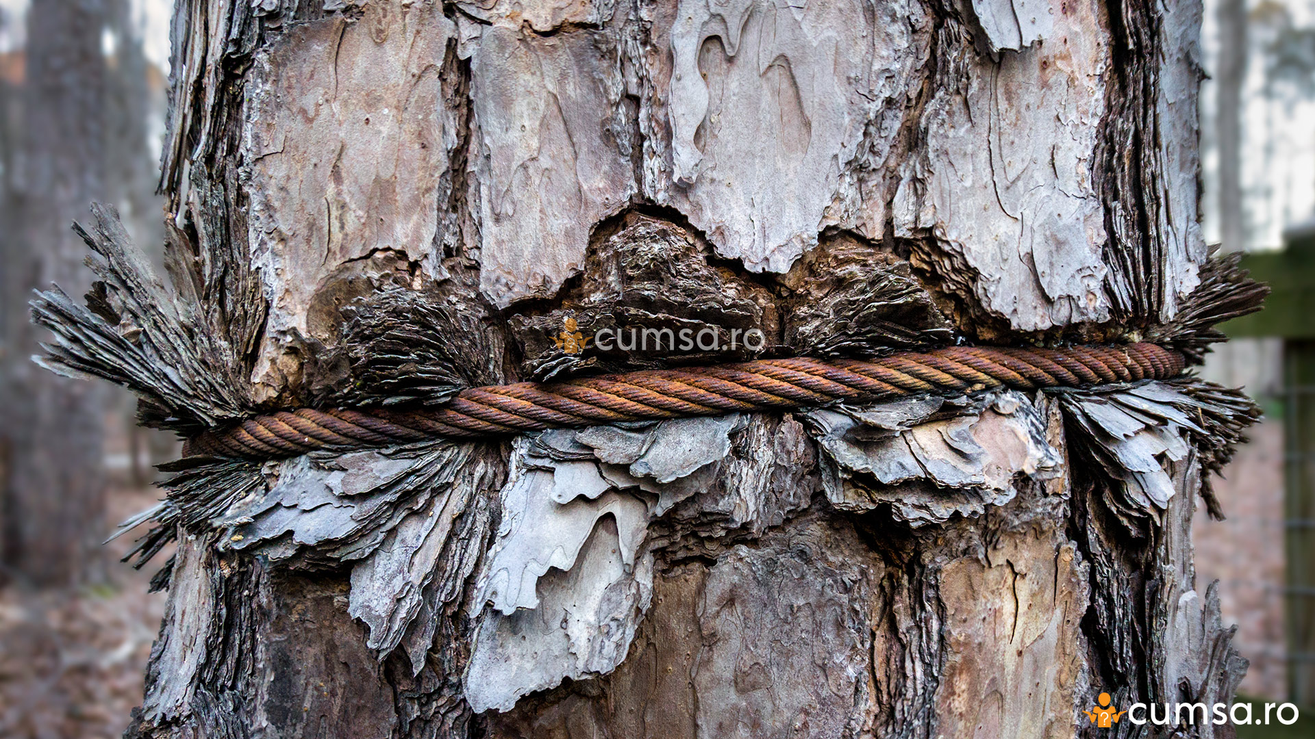 Metode de uscare a unui copac. Cum sa faci asta daca a crescut intr-un ...