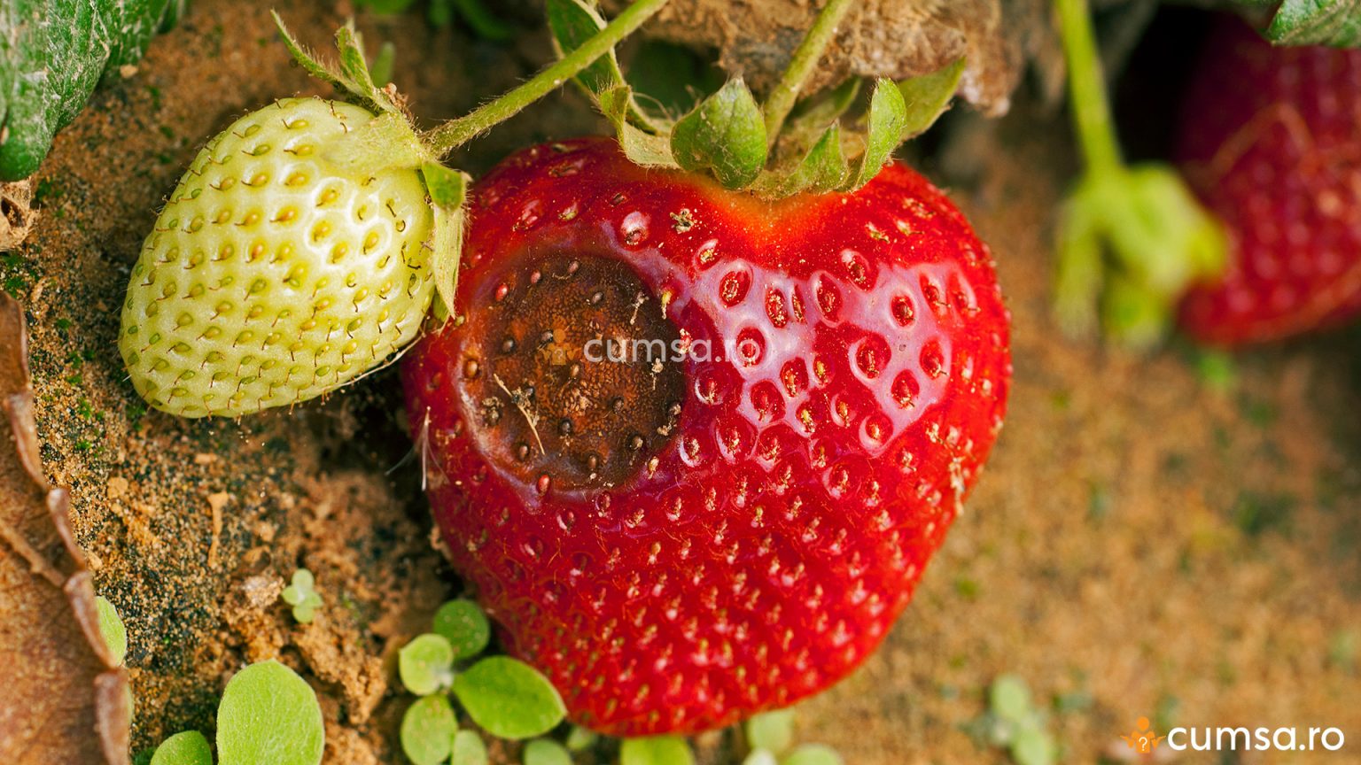 Cum sa combati antracnoza la capsuni. Cauze si tratamente - cumsa.ro