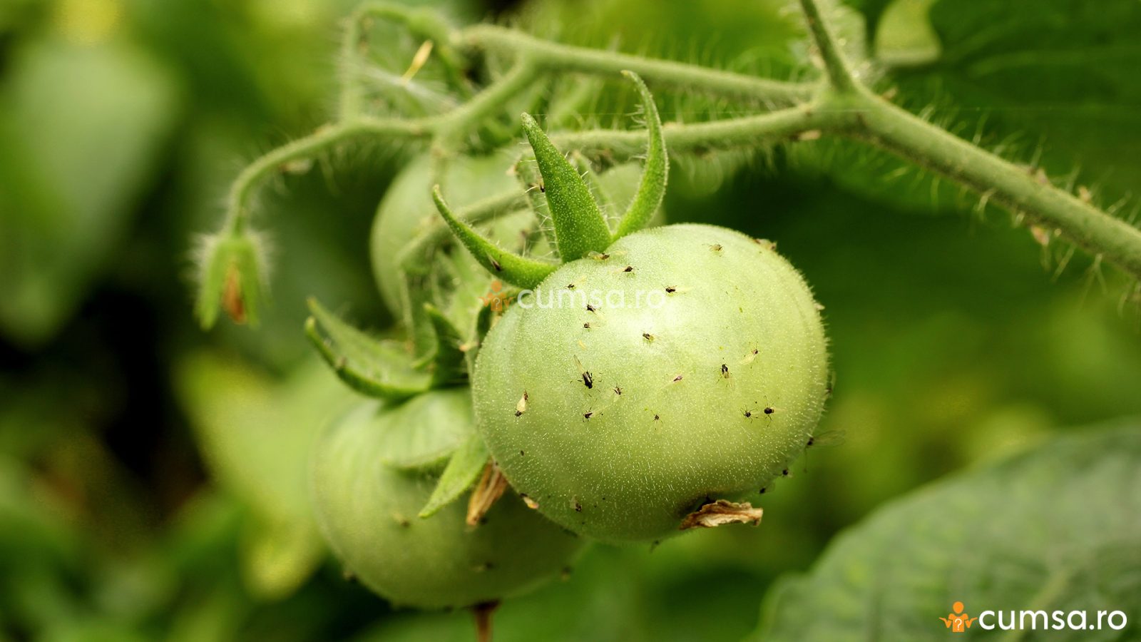 Cum sa combati musculita neagra la rosii si ce insecticid sa utilizezi ...