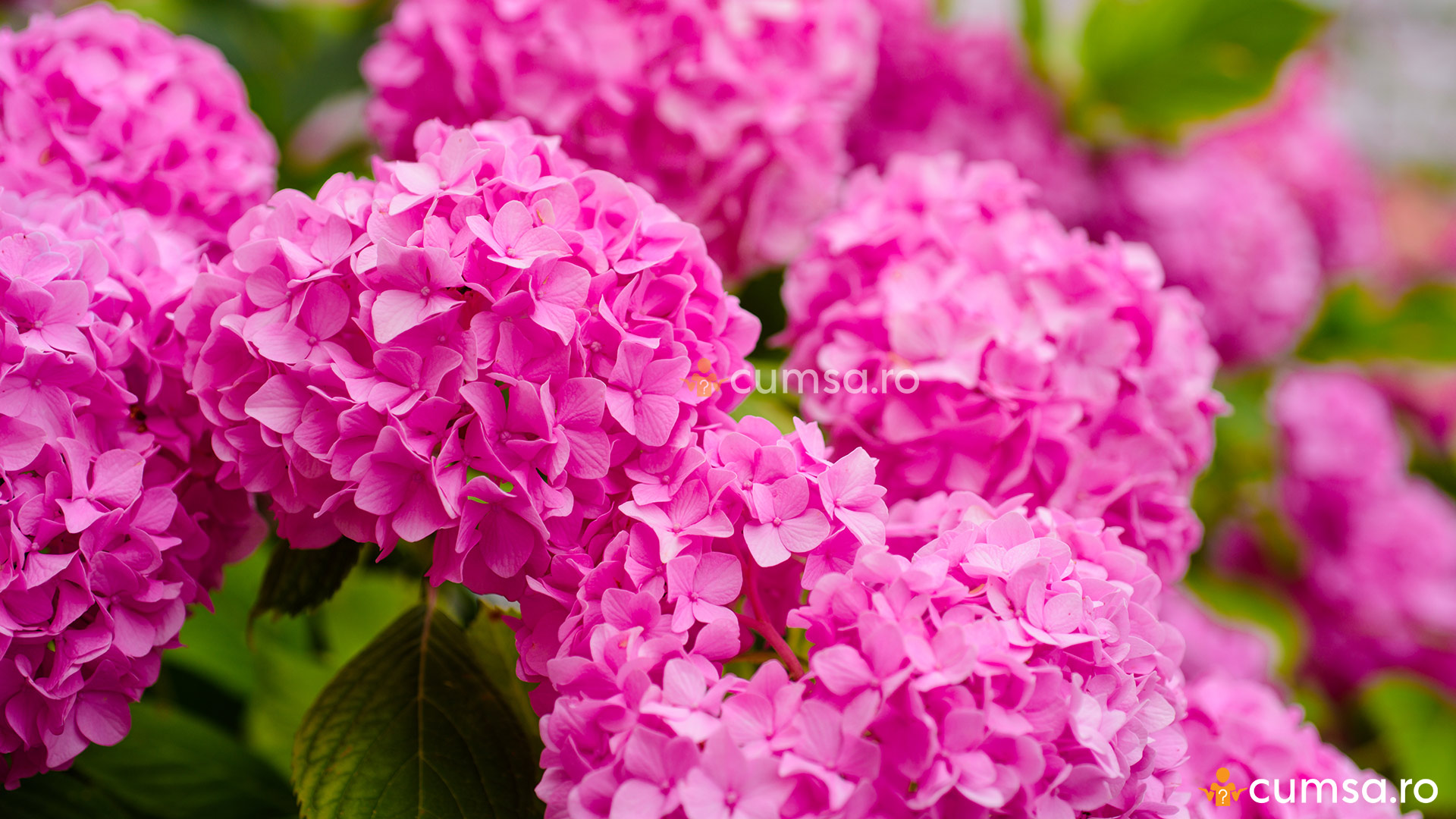 De ce nu infloresc hortensiile. Cum sa ai plante pline de flori - cumsa.ro