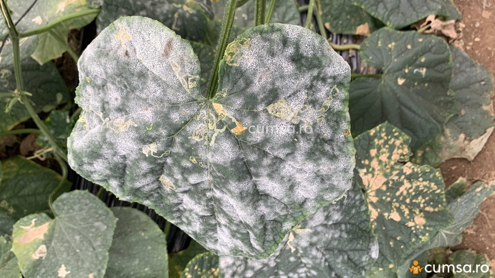 Tratamente naturiste pentru fainare. Cum sa tii aceasta boala sub ...