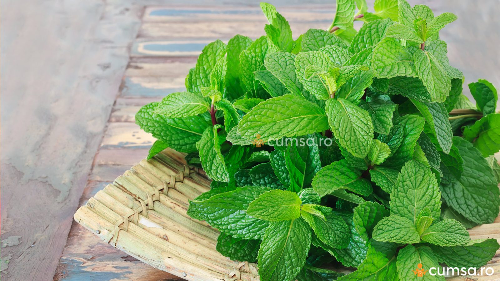 Cand se culege menta si cum sa faci asta pentru a nu afecta planta ...