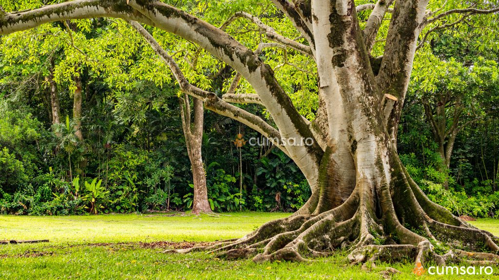 Metode de uscare a unui copac. Cum sa faci asta daca a crescut intr-un ...