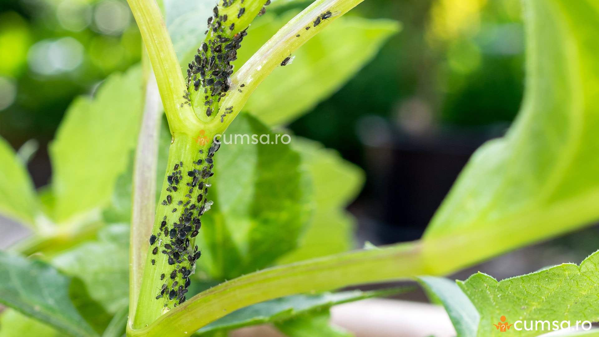 Cum sa combati musculita neagra la rosii si ce insecticid sa utilizezi ...