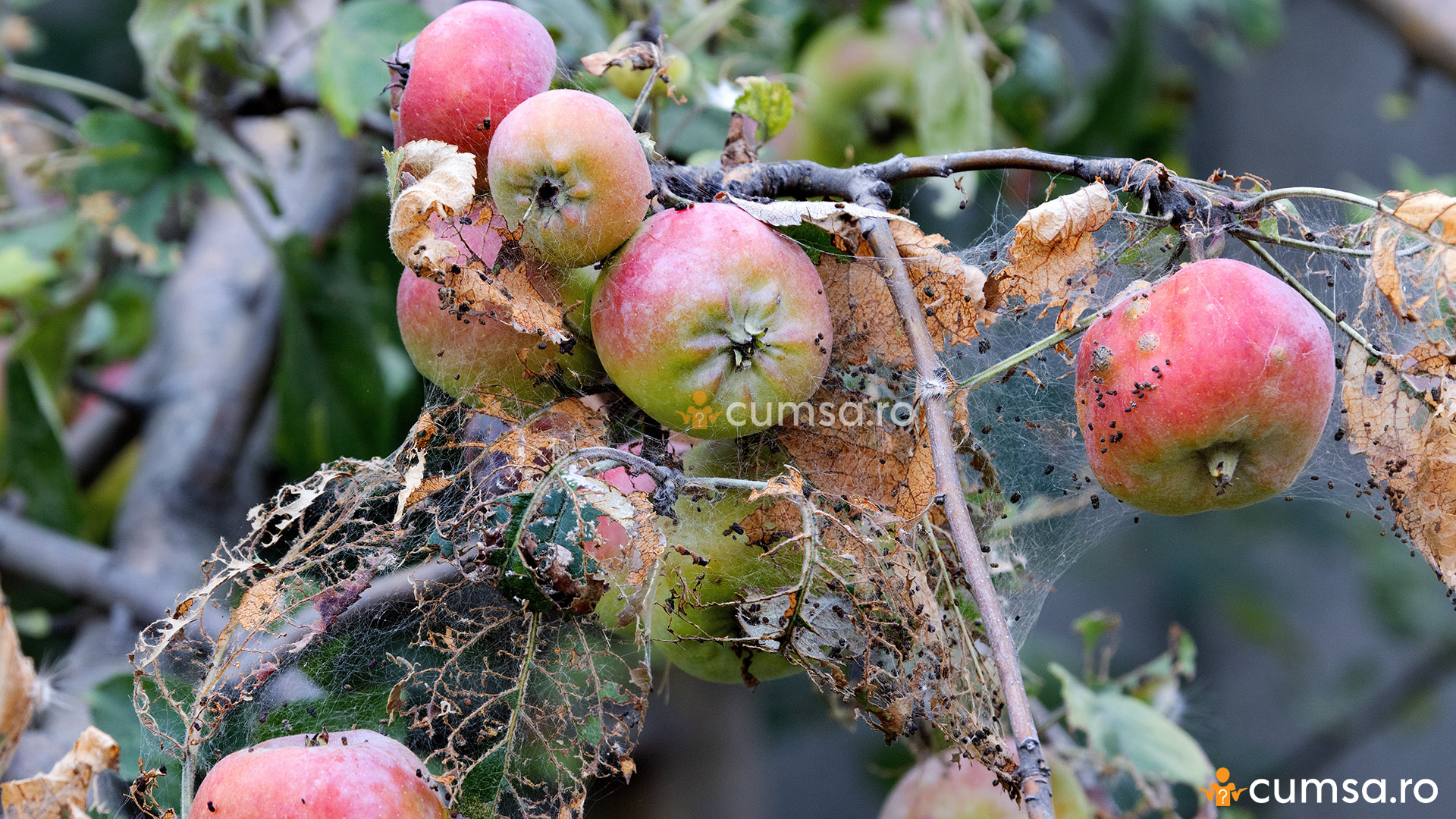 Viermele marului. Cum sa il combati si ce insecticid sa folosesti ...
