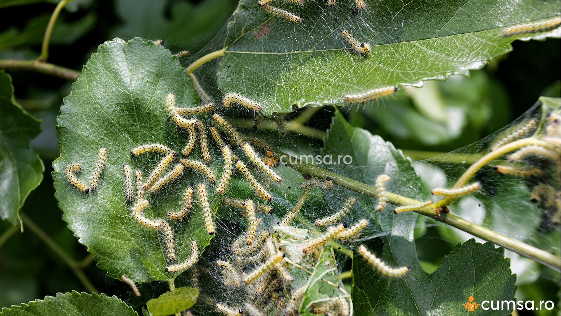 Viermele marului. Cum sa il combati si ce insecticid sa folosesti ...