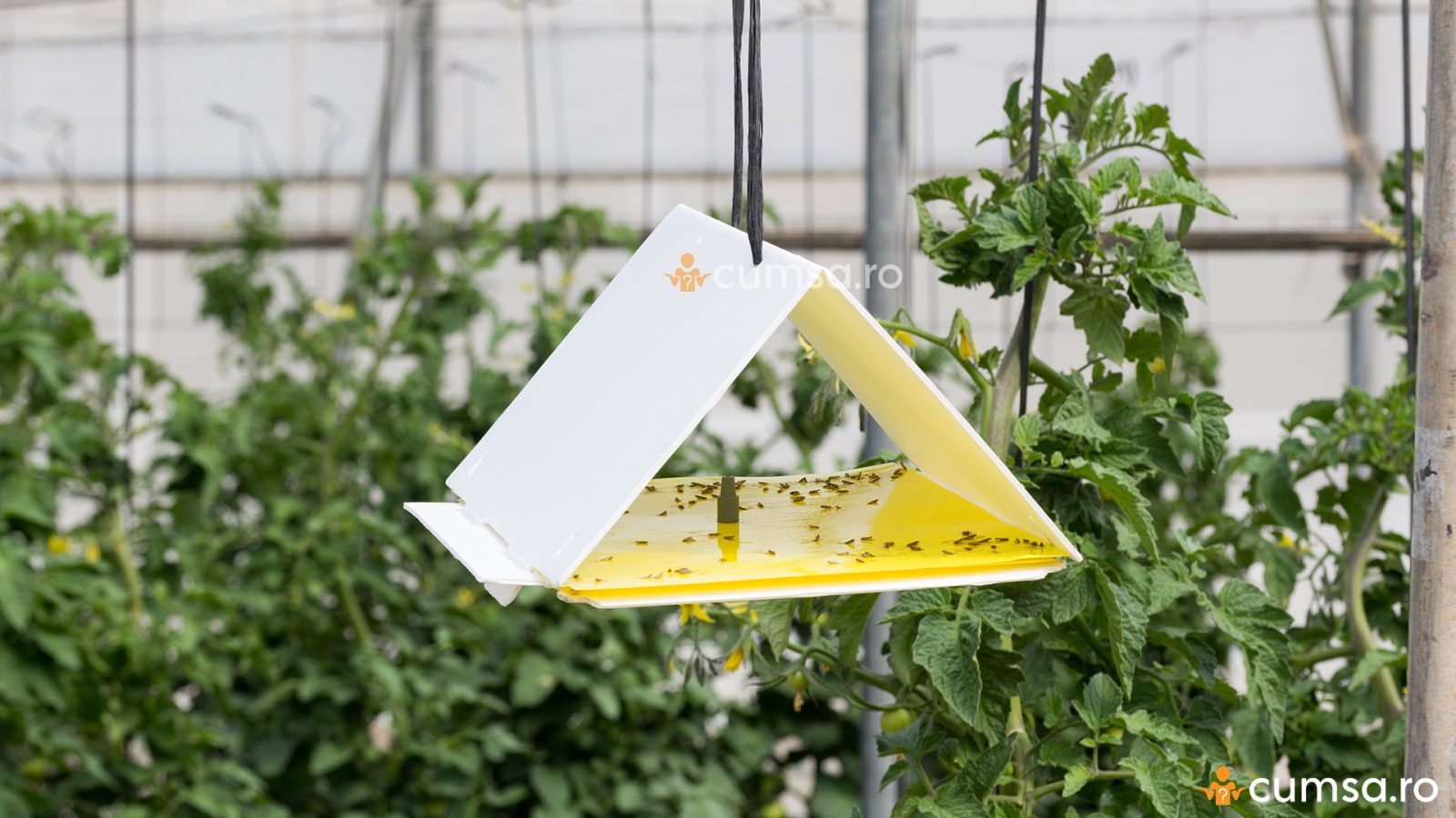 Capcane cu feromoni sau lipicioase pentru tuta absoluta. Cum sa le ...