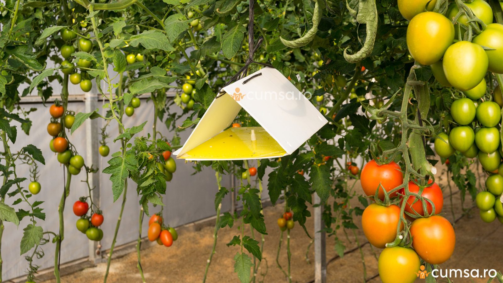 Capcane cu feromoni sau lipicioase pentru tuta absoluta. Cum sa le ...