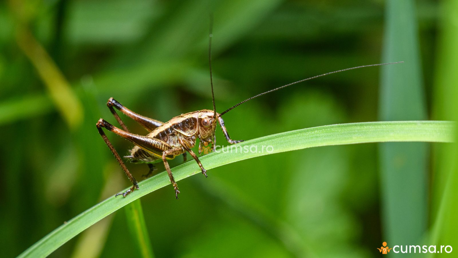 Combaterea greierilor. Cum sa o faci si care sunt cele mai bune metode ...