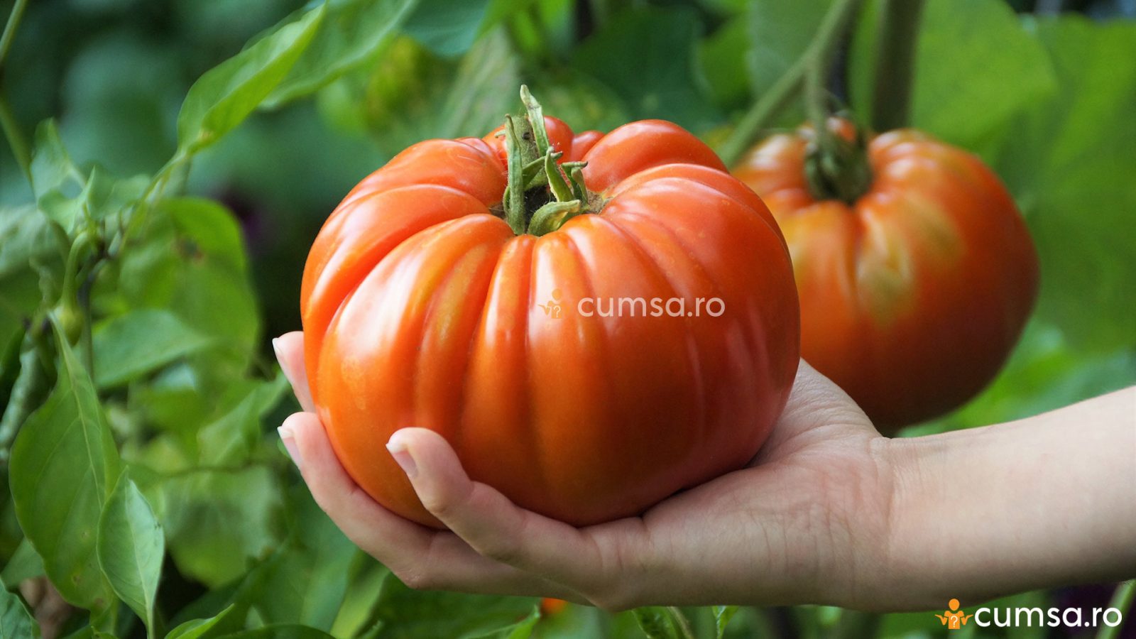 Cum sa cresti rosii mari in gradina de acasa si ce soiuri sa alegi ...