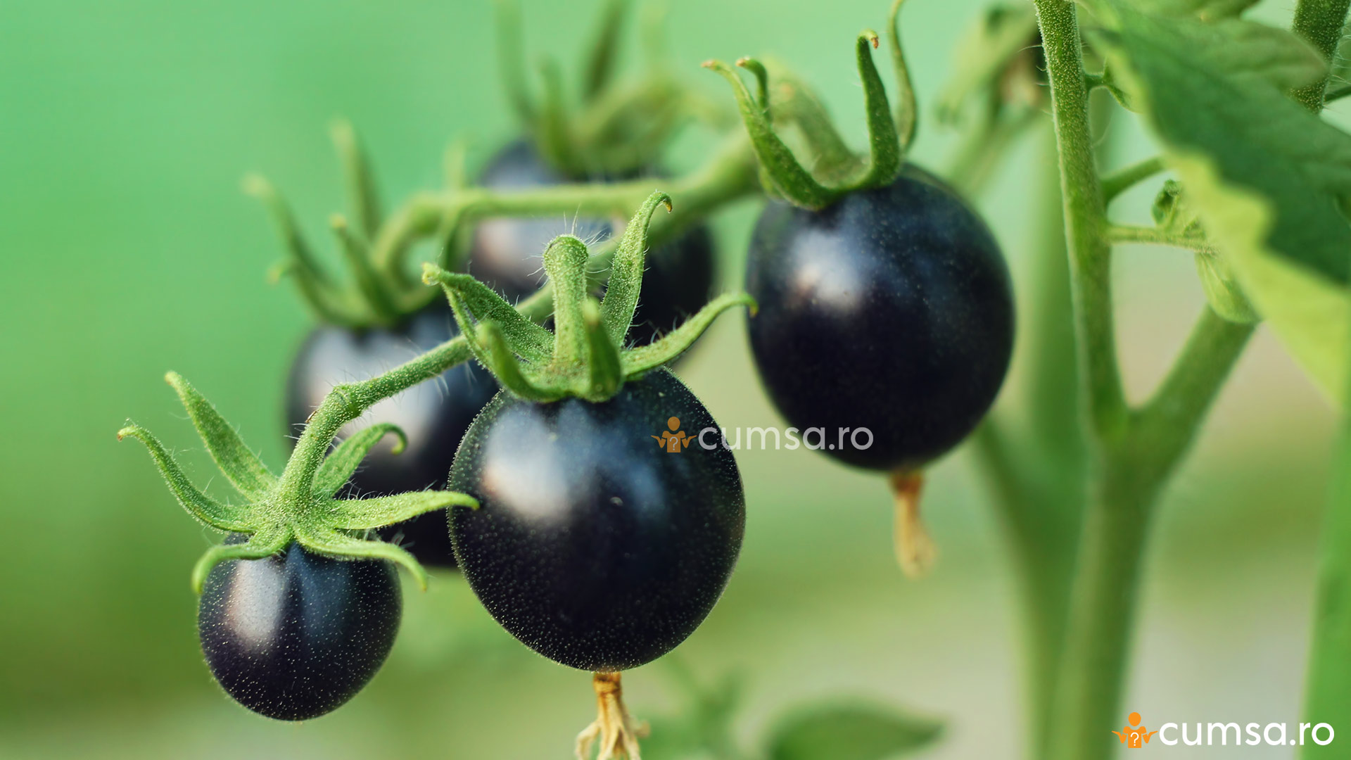 Cum sa cultivi rosii negre si care sunt cele mai bune soiuri - cumsa.ro