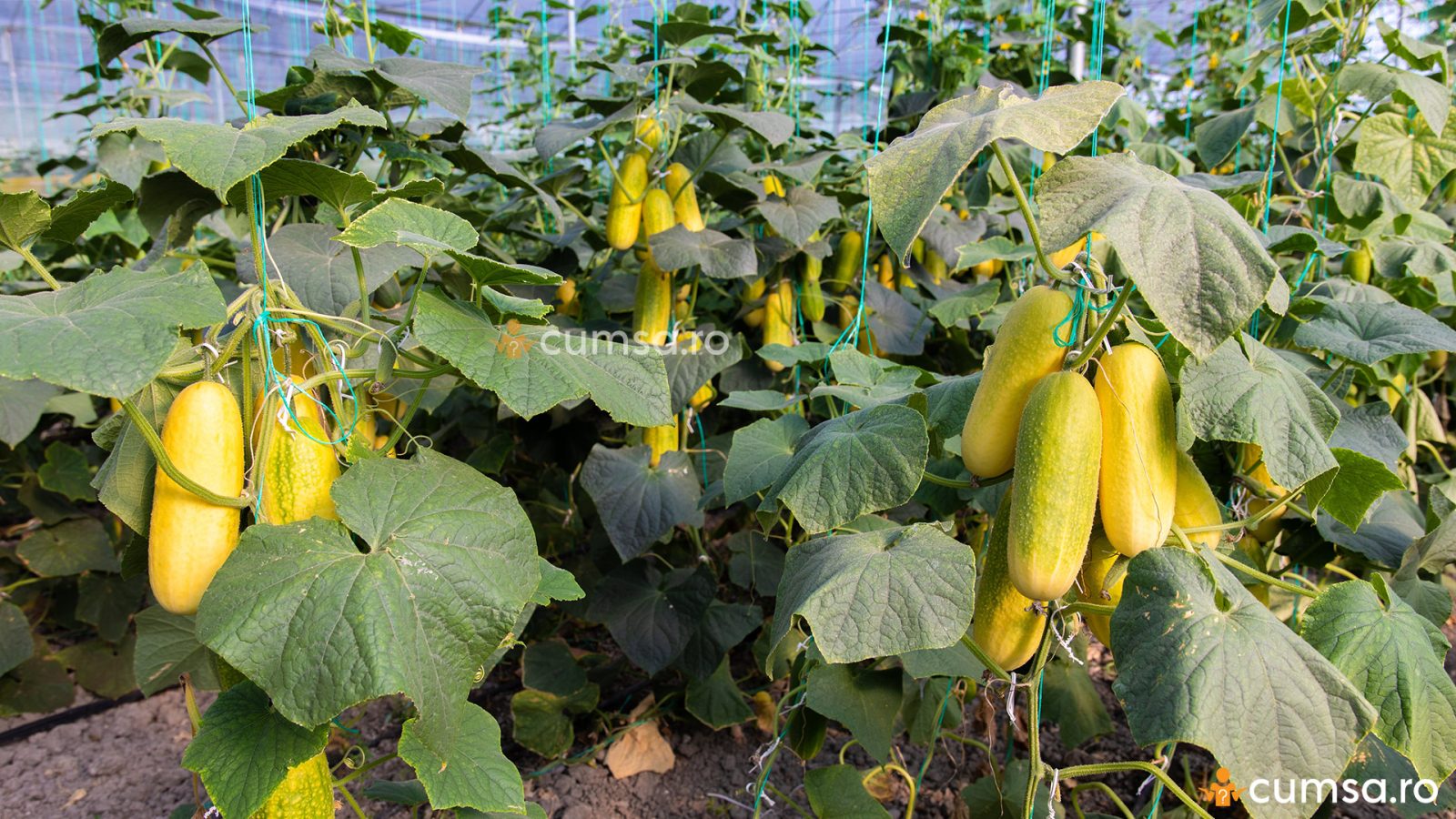 De ce se ingalbenesc castravetii si cum sa previi acest fenomen - cumsa.ro