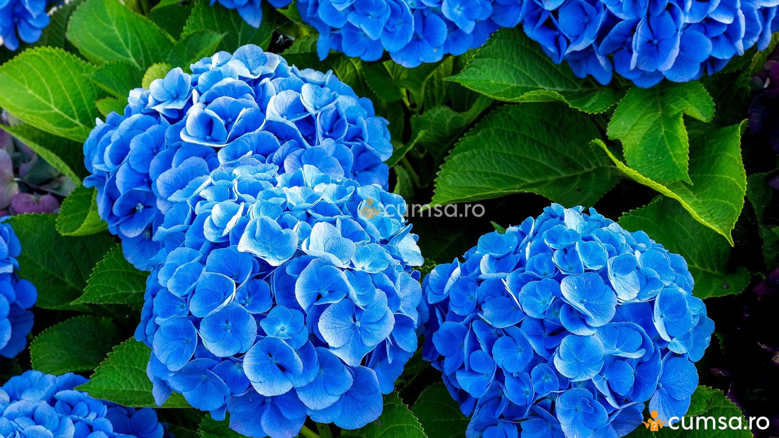 Fertilizare hortensie. Cum sa o faci si cat de des trebuie aplicat ...