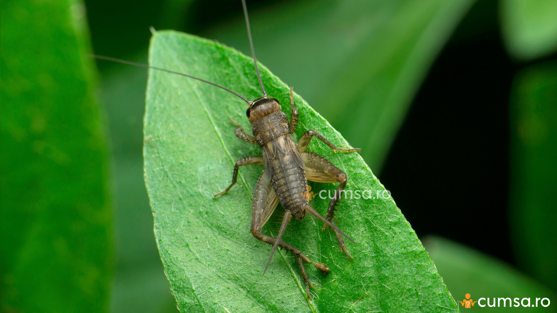 Combaterea greierilor. Cum sa o faci si care sunt cele mai bune metode ...