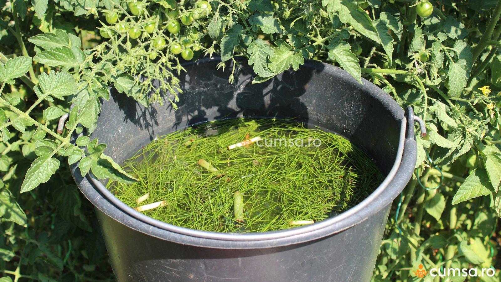 Macerat de coada calului pentru rosii. Cum sa il folosesti in gradina ...