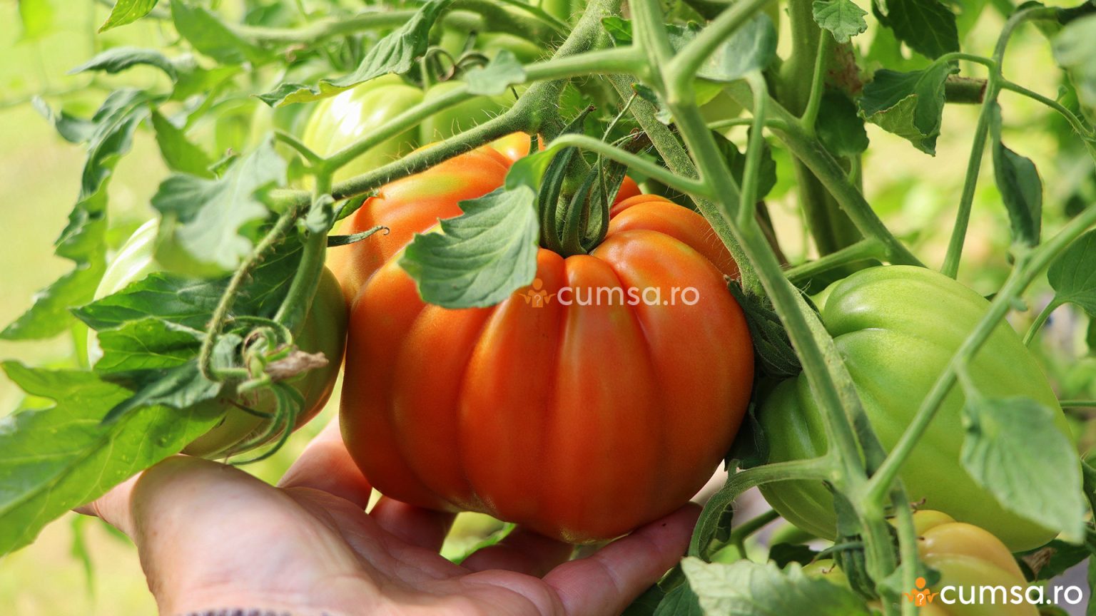 Cum sa cresti rosii mari in gradina de acasa si ce soiuri sa alegi ...