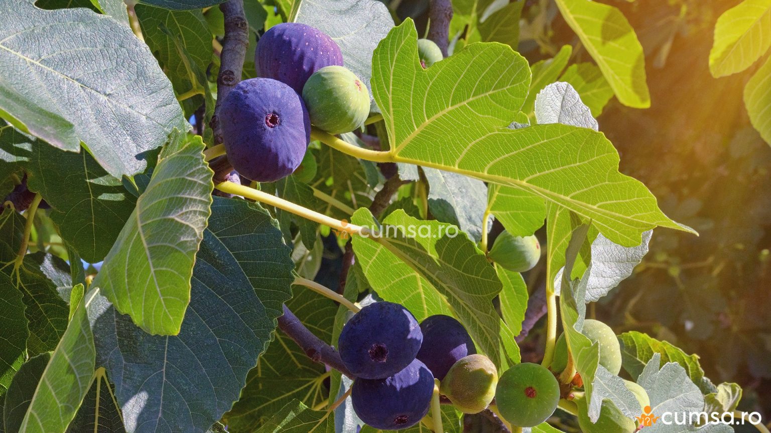 Cand se culeg frunzele de smochin. Cum sa le folosesti si ce beneficii ...
