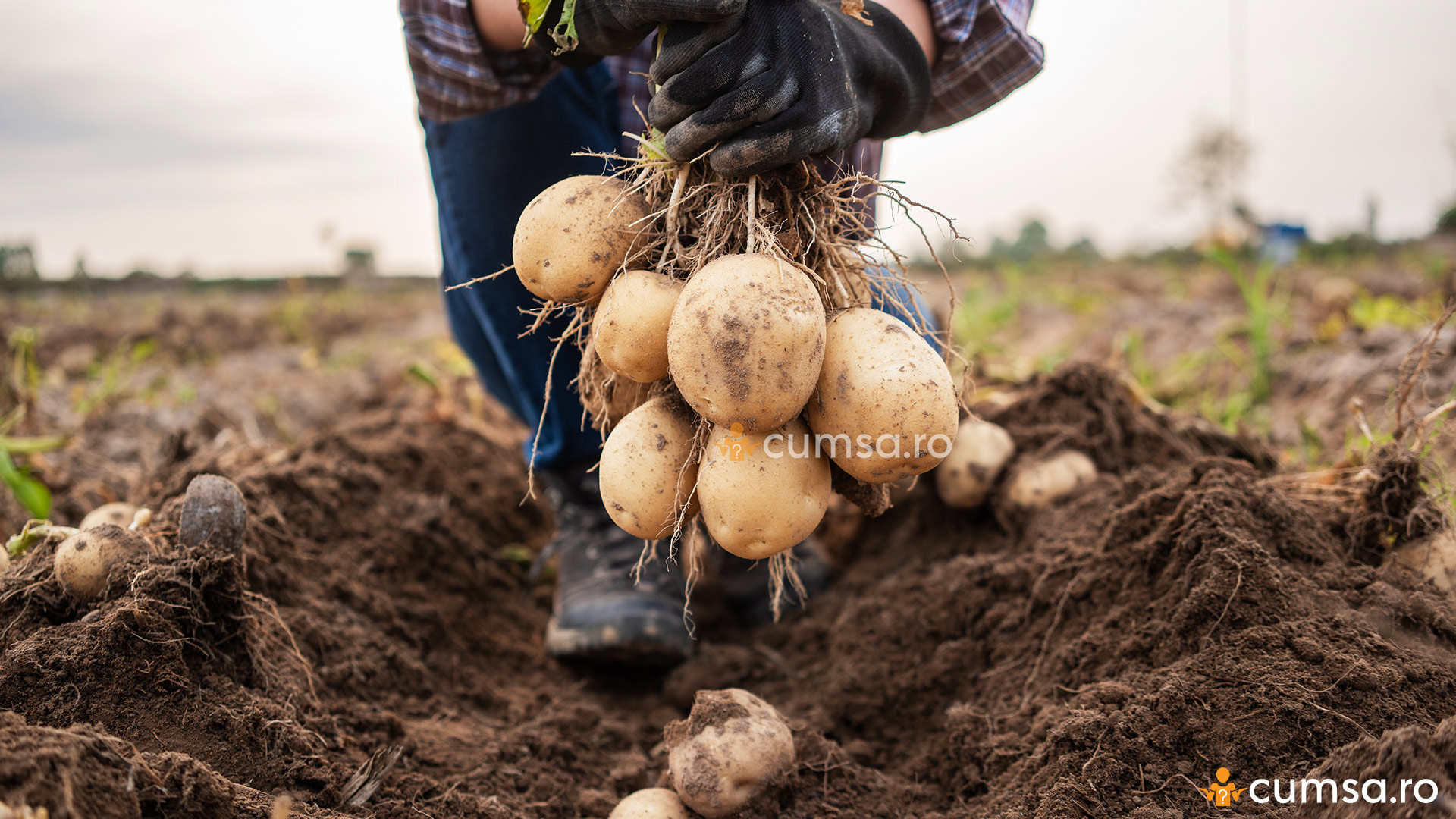 Cand se recolteaza cartofii si cum sa faci asta in mod corect - cumsa.ro