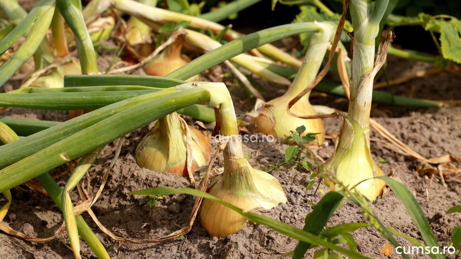 Cand se recolteaza ceapa. Cum sa faci asta si cum sa o usuci inainte de ...