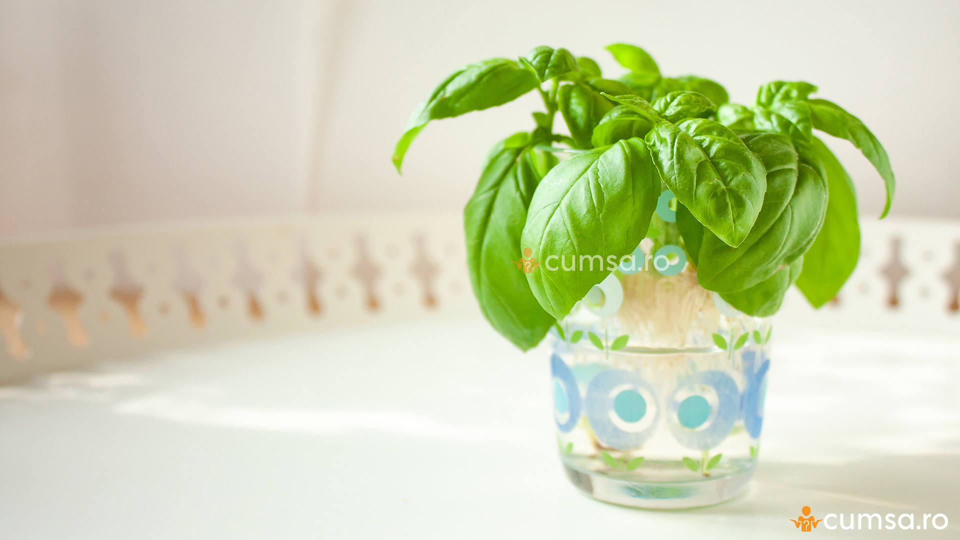 Cum sa inmultesti busuiocul si care sunt pasii - cumsa.ro