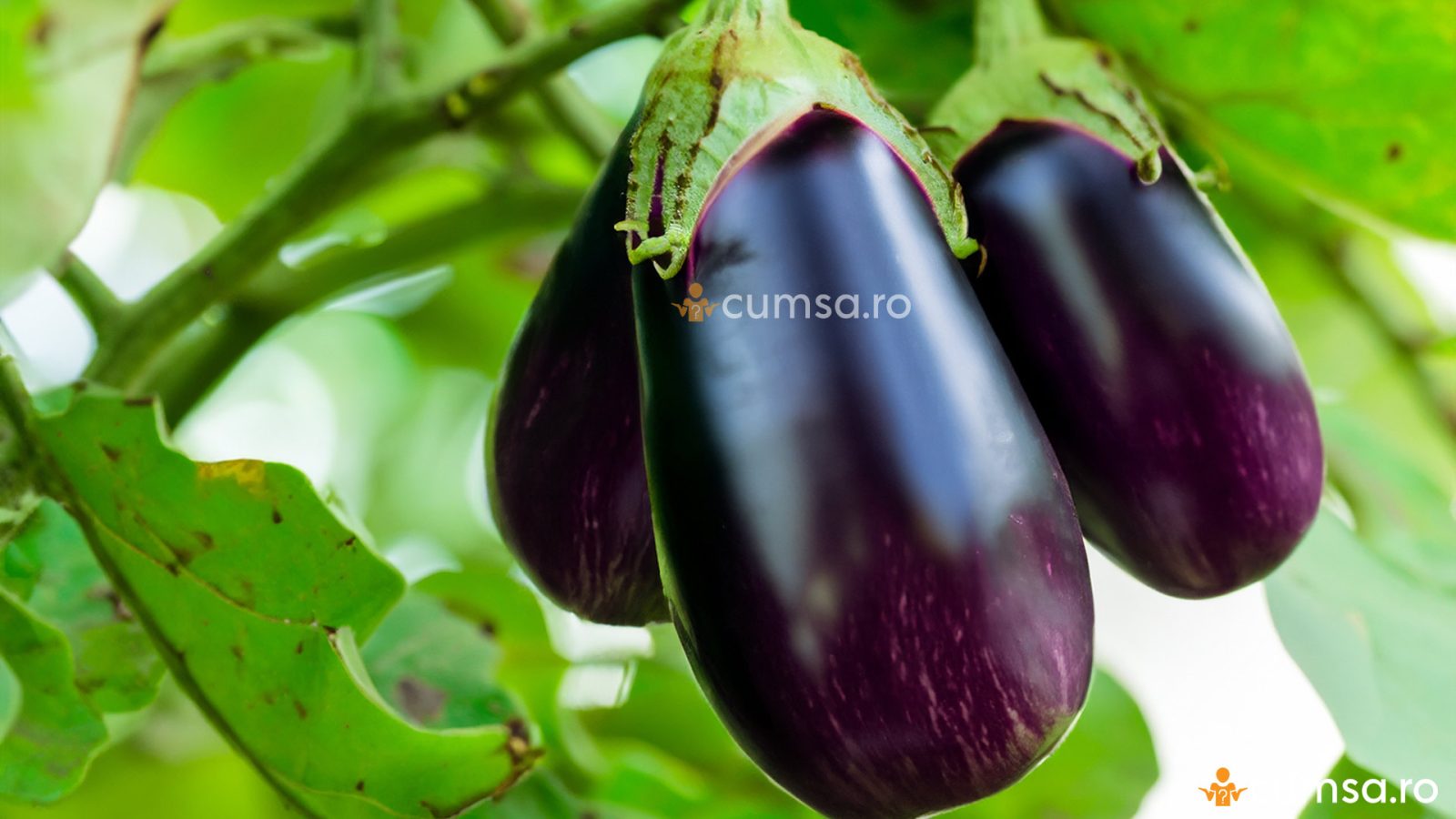 Cum sa recoltezi semintele de vinete si care sunt pasii - cumsa.ro