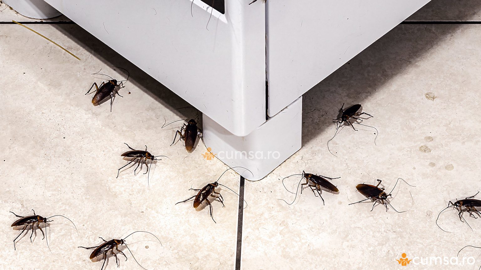 De unde vin gandacii de bucatarie si cum sa scapi de acestia - cumsa.ro