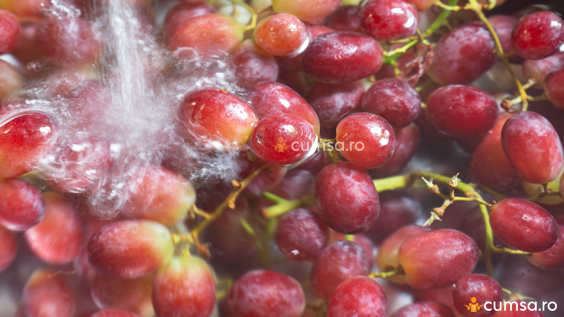 Cum sa faci stafide din struguri si care sunt cele mai bune soiuri ...