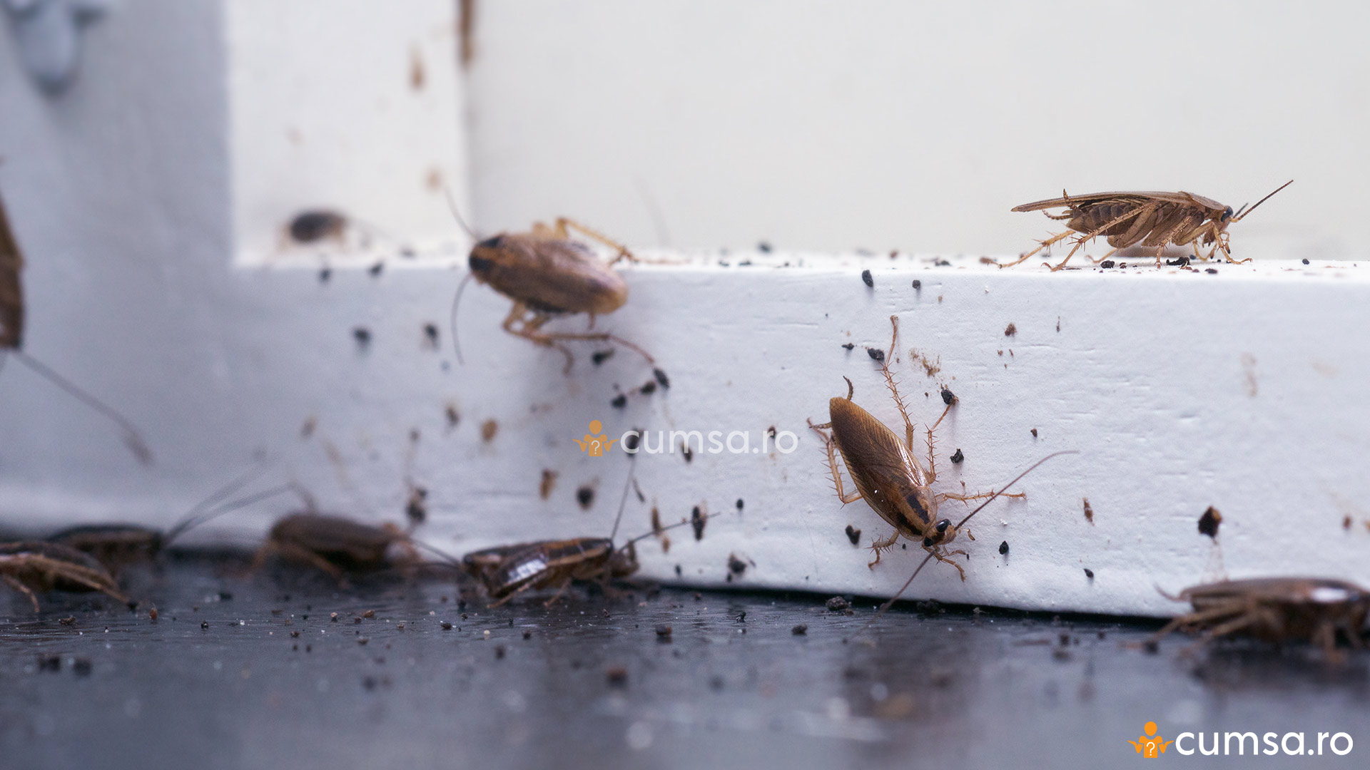 De unde vin gandacii de bucatarie si cum sa scapi de acestia - cumsa.ro