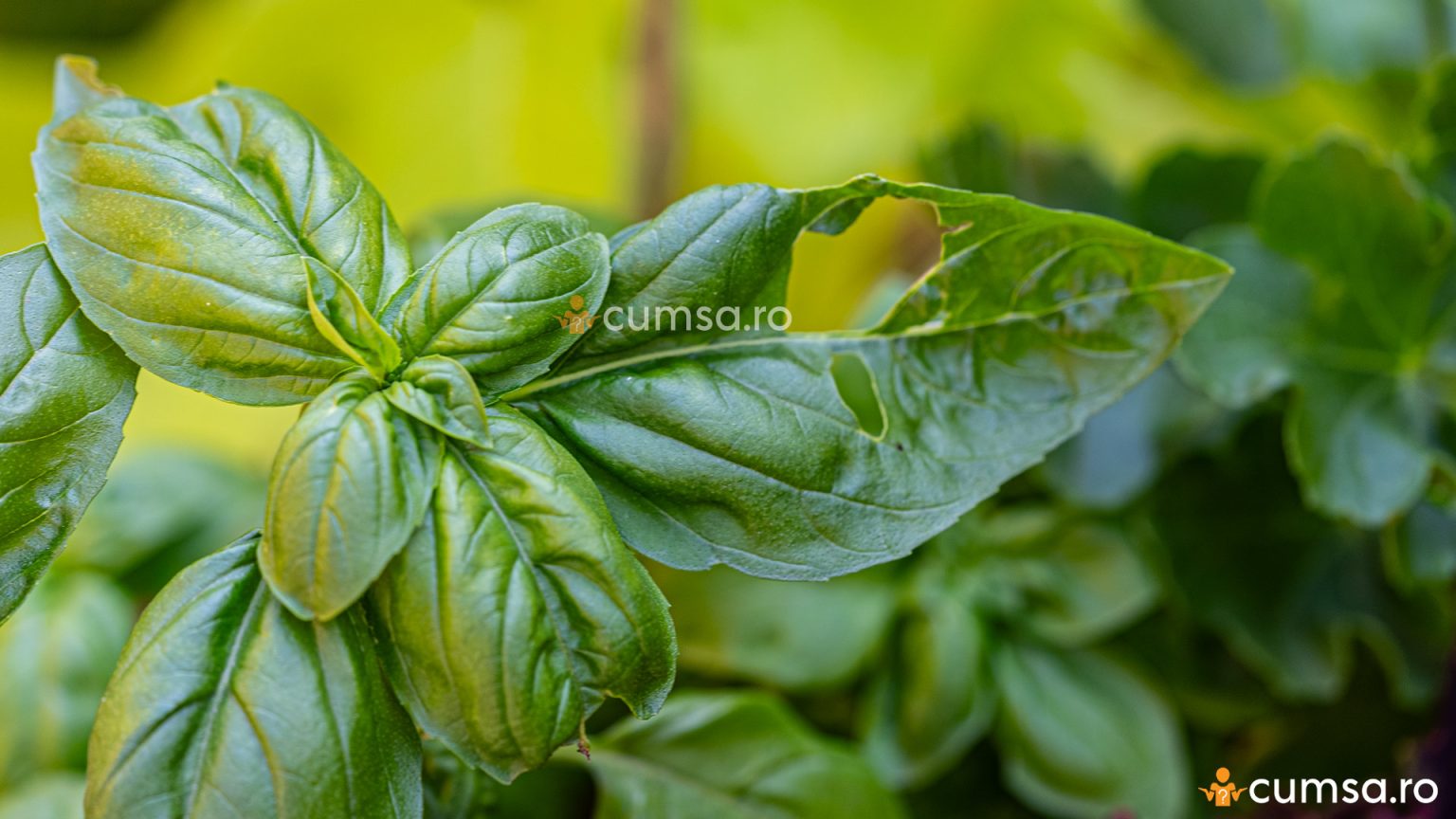 Gauri pe frunzele de busuioc. Care sunt cauzele si cum sa le previi ...