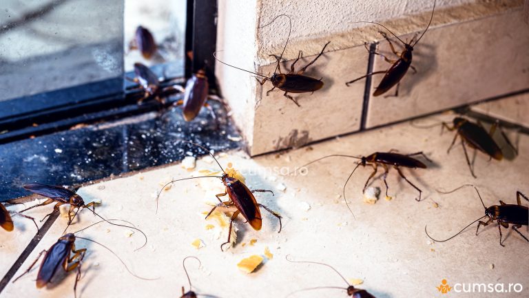 De unde vin gandacii de bucatarie si cum sa scapi de acestia - cumsa.ro