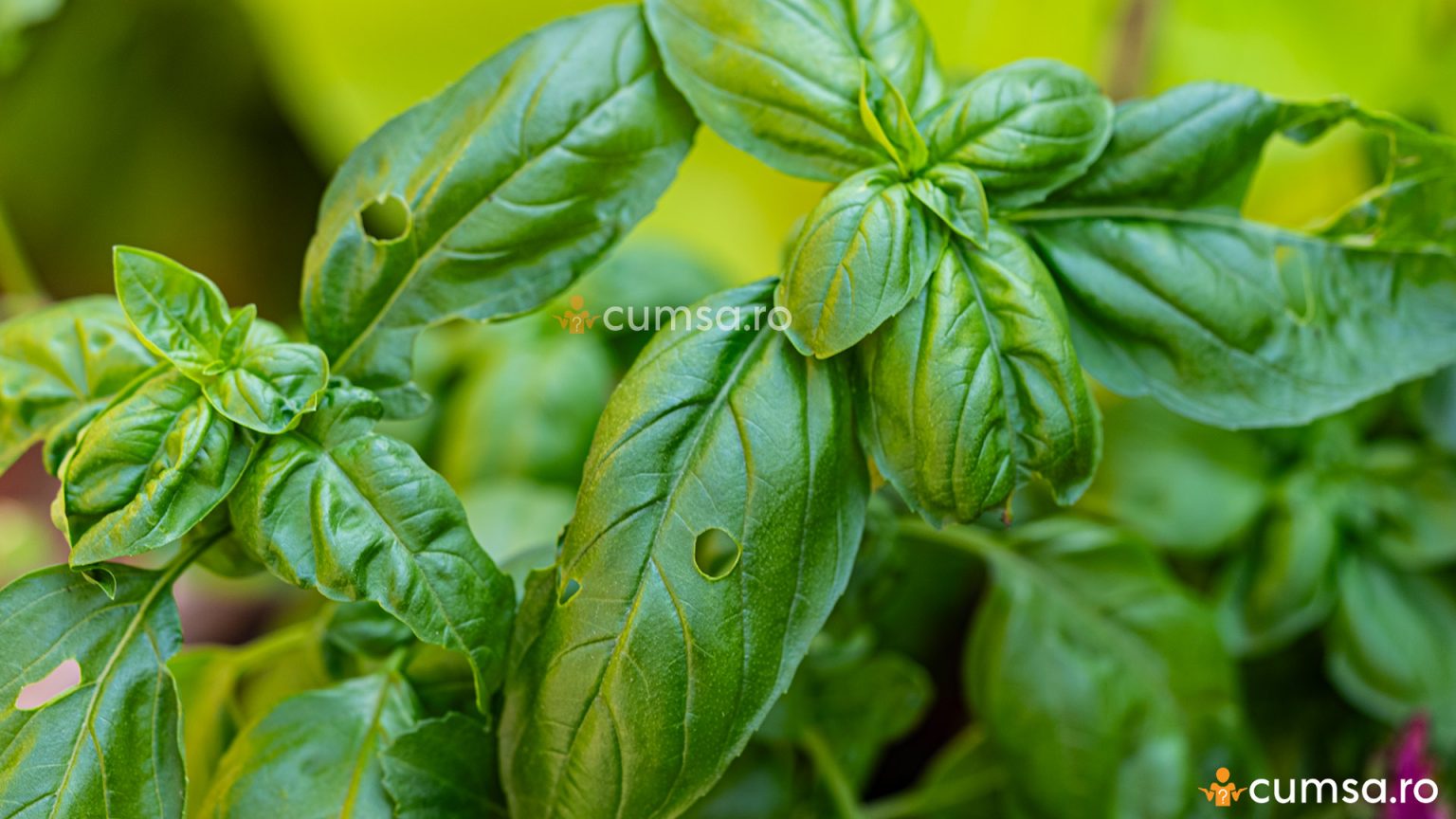 Gauri pe frunzele de busuioc. Care sunt cauzele si cum sa le previi ...