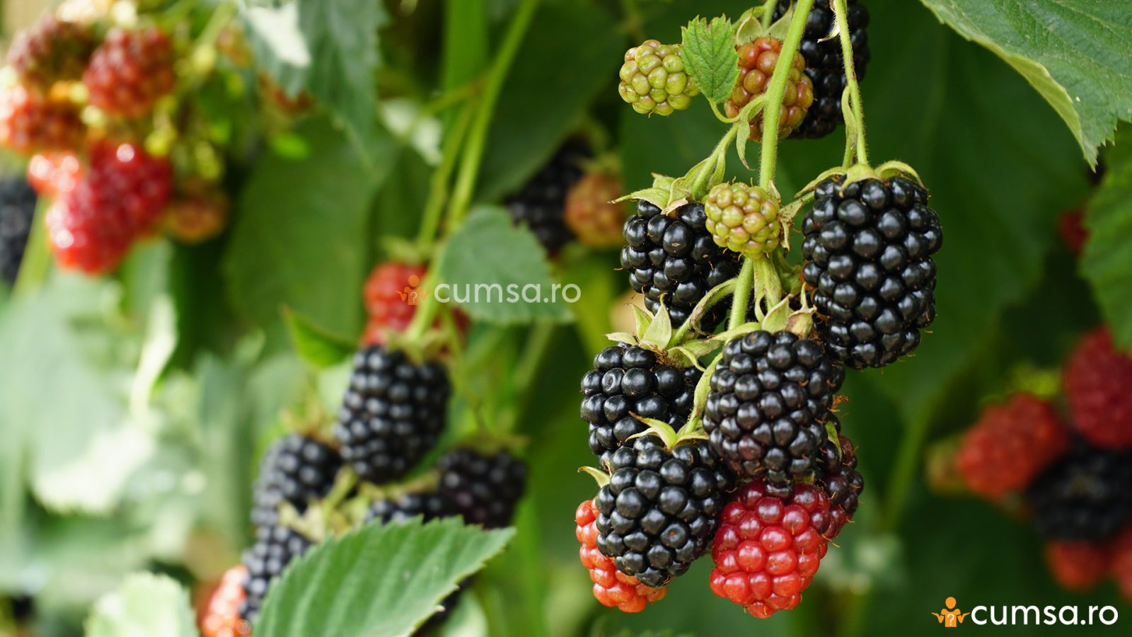Cum sa cultivi zmeura neagra. Infiintarea culturii si conditii de ...