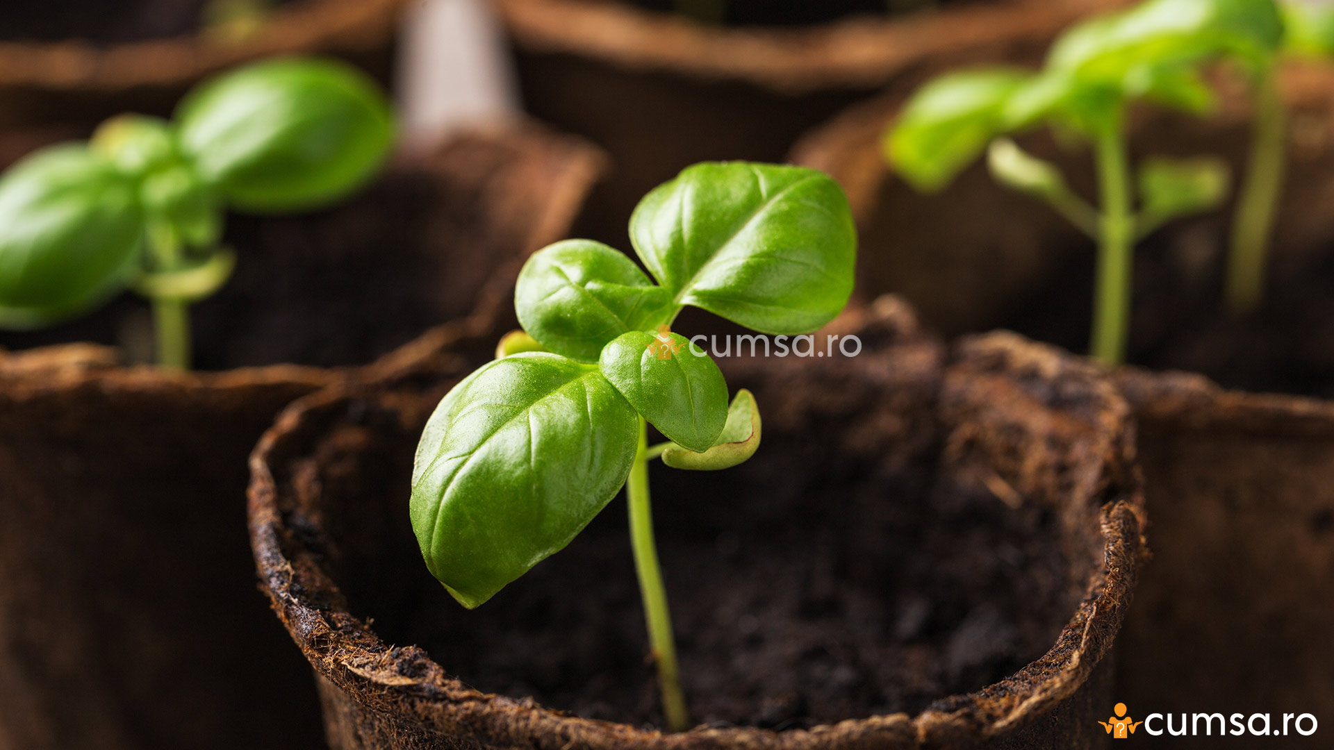 Cum sa inmultesti busuiocul si care sunt pasii - cumsa.ro