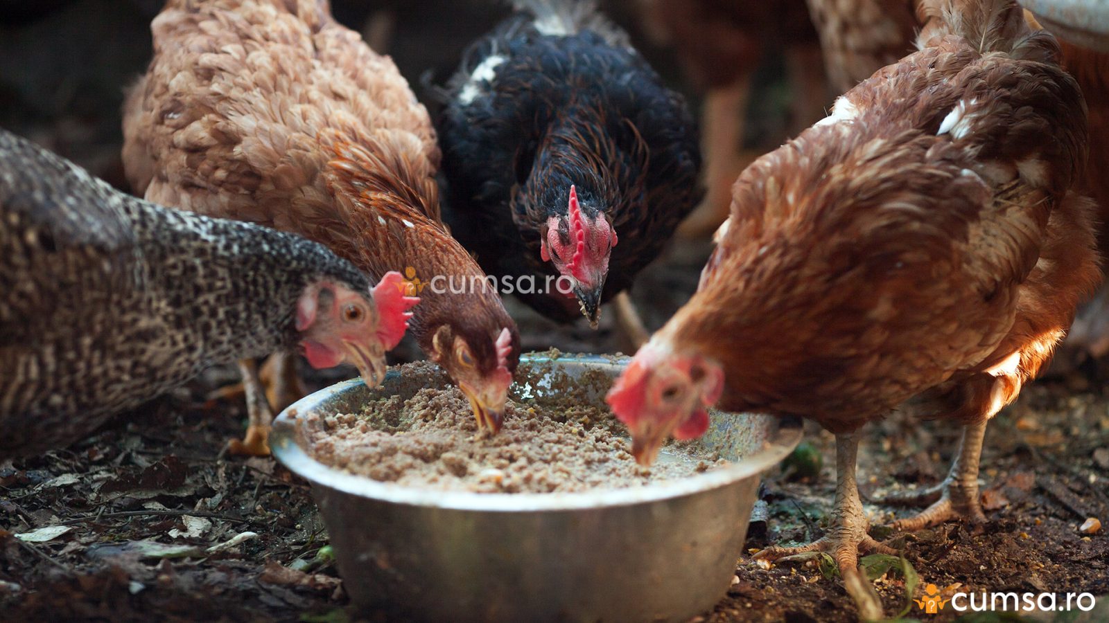 Usturoi la gaini. Cum sa il folosesti si de ce este benefic pentru ...