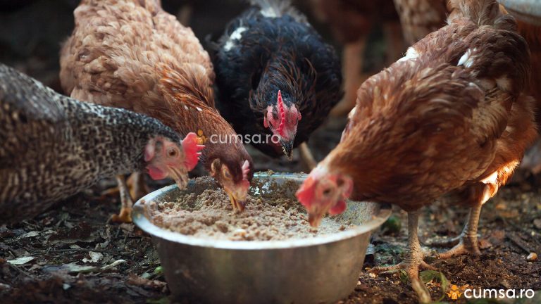 Usturoi la gaini. Cum sa il folosesti si de ce este benefic pentru ...