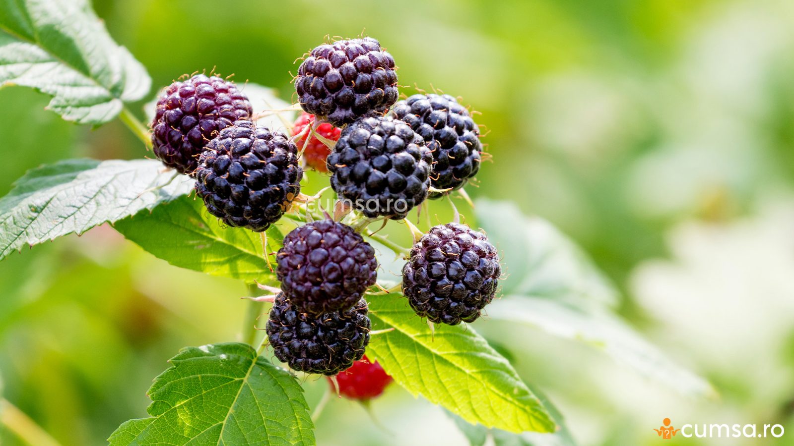 Cum sa cultivi zmeura neagra. Infiintarea culturii si conditii de ...