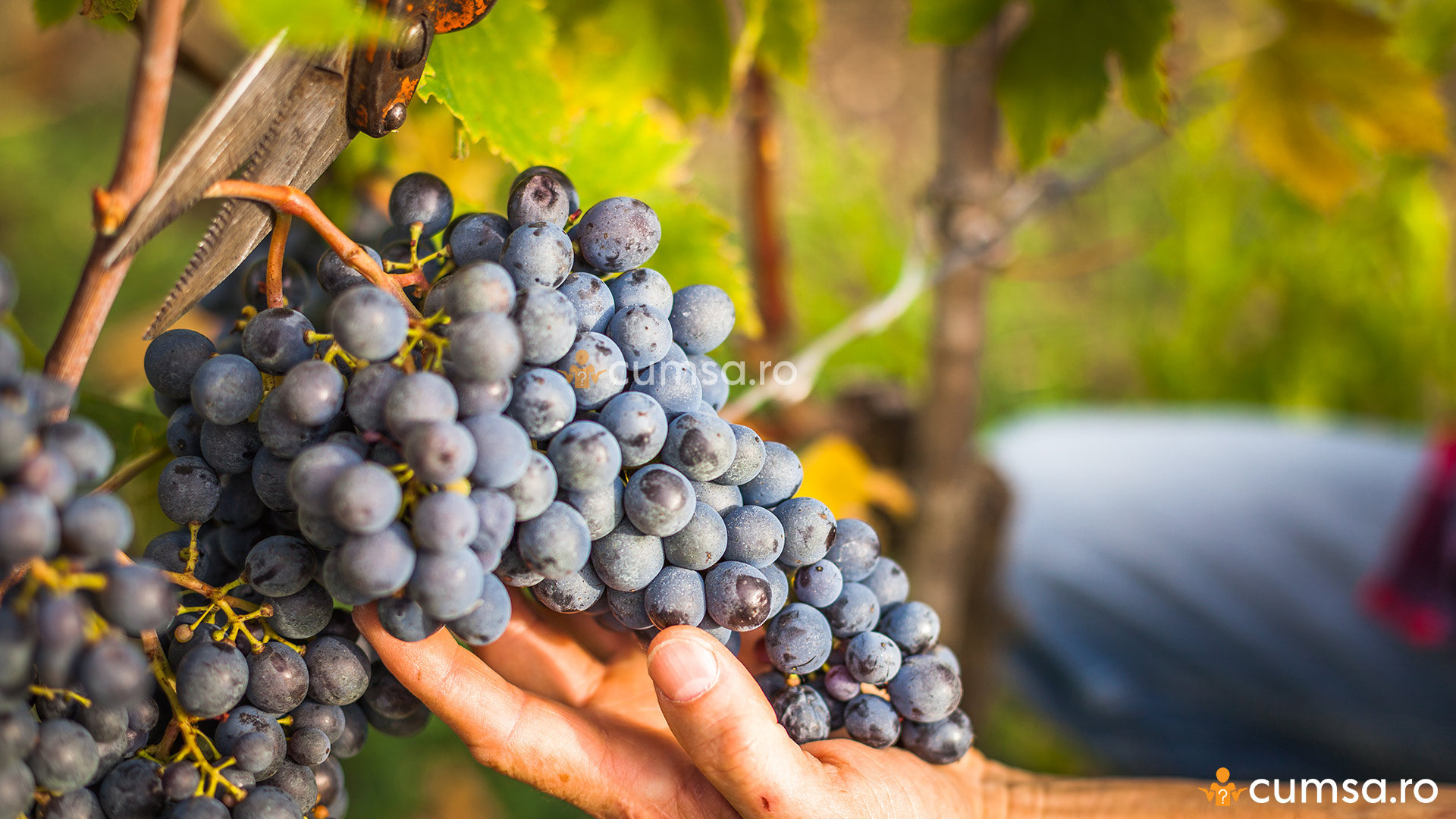 Cand se culeg strugurii si cum sa eviti supramaturarea acestora - cumsa.ro