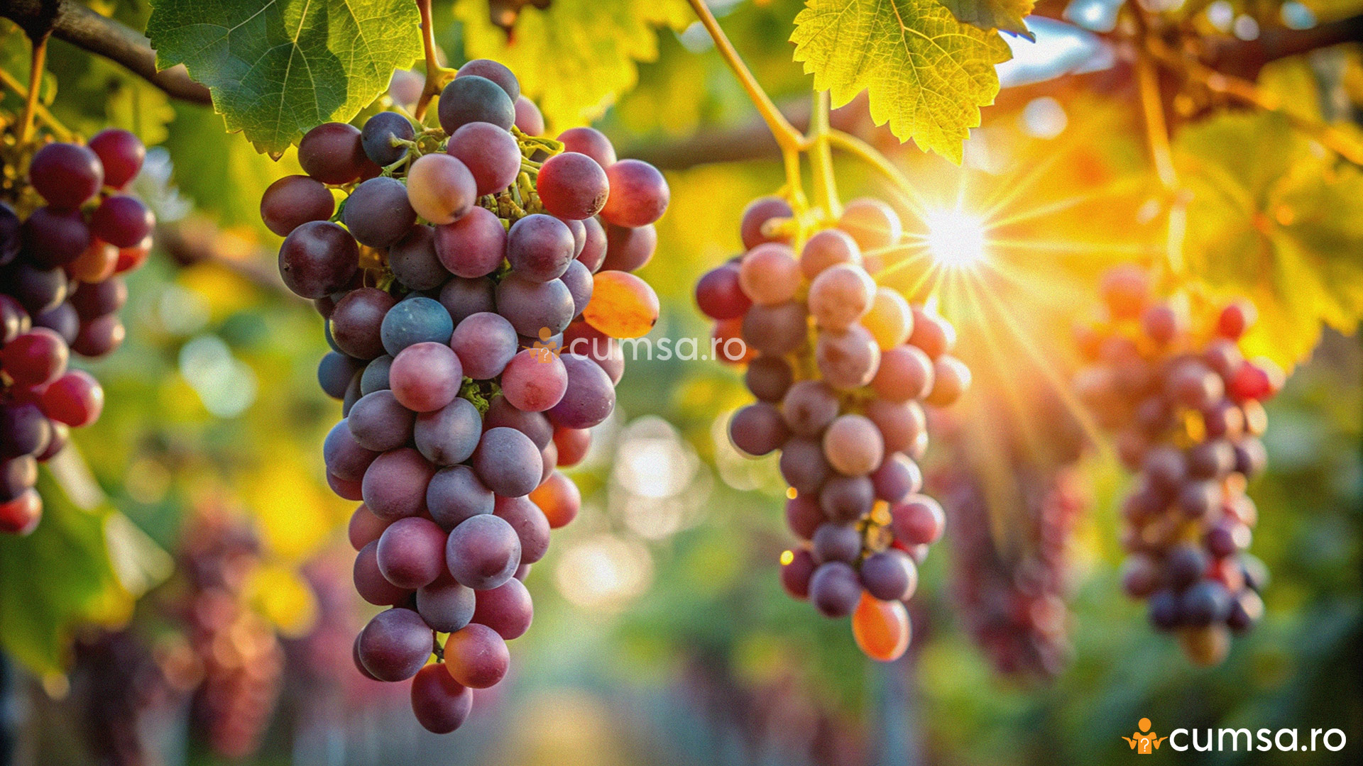 Cand se culeg strugurii si cum sa eviti supramaturarea acestora - cumsa.ro