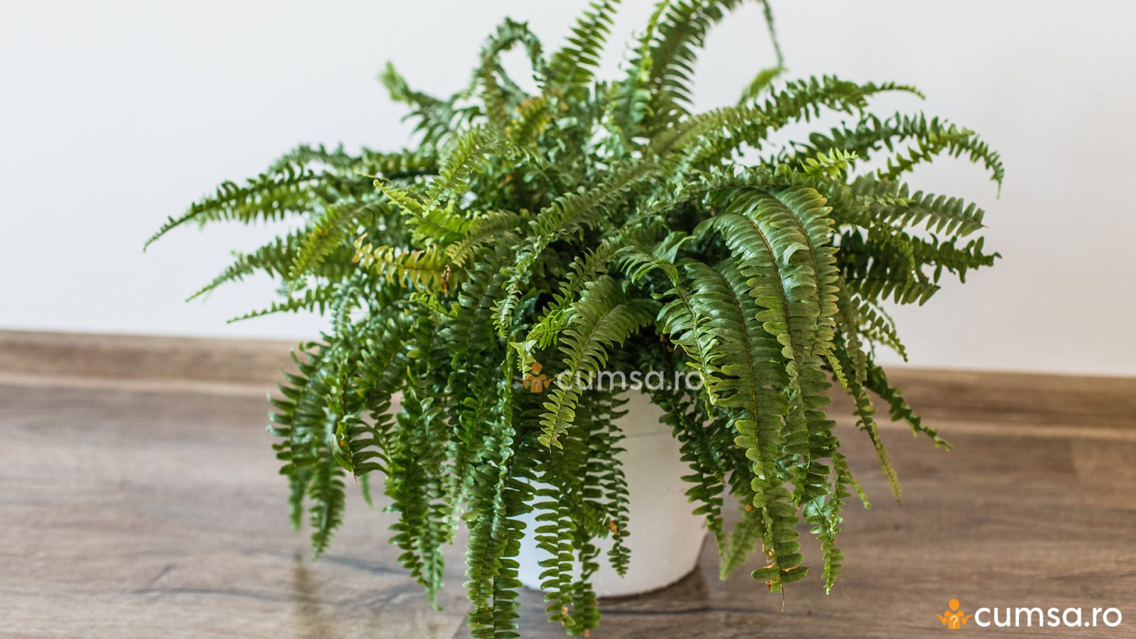 De ce se usuca feriga. Cum sa o ingrijesti in mod corect - cumsa.ro