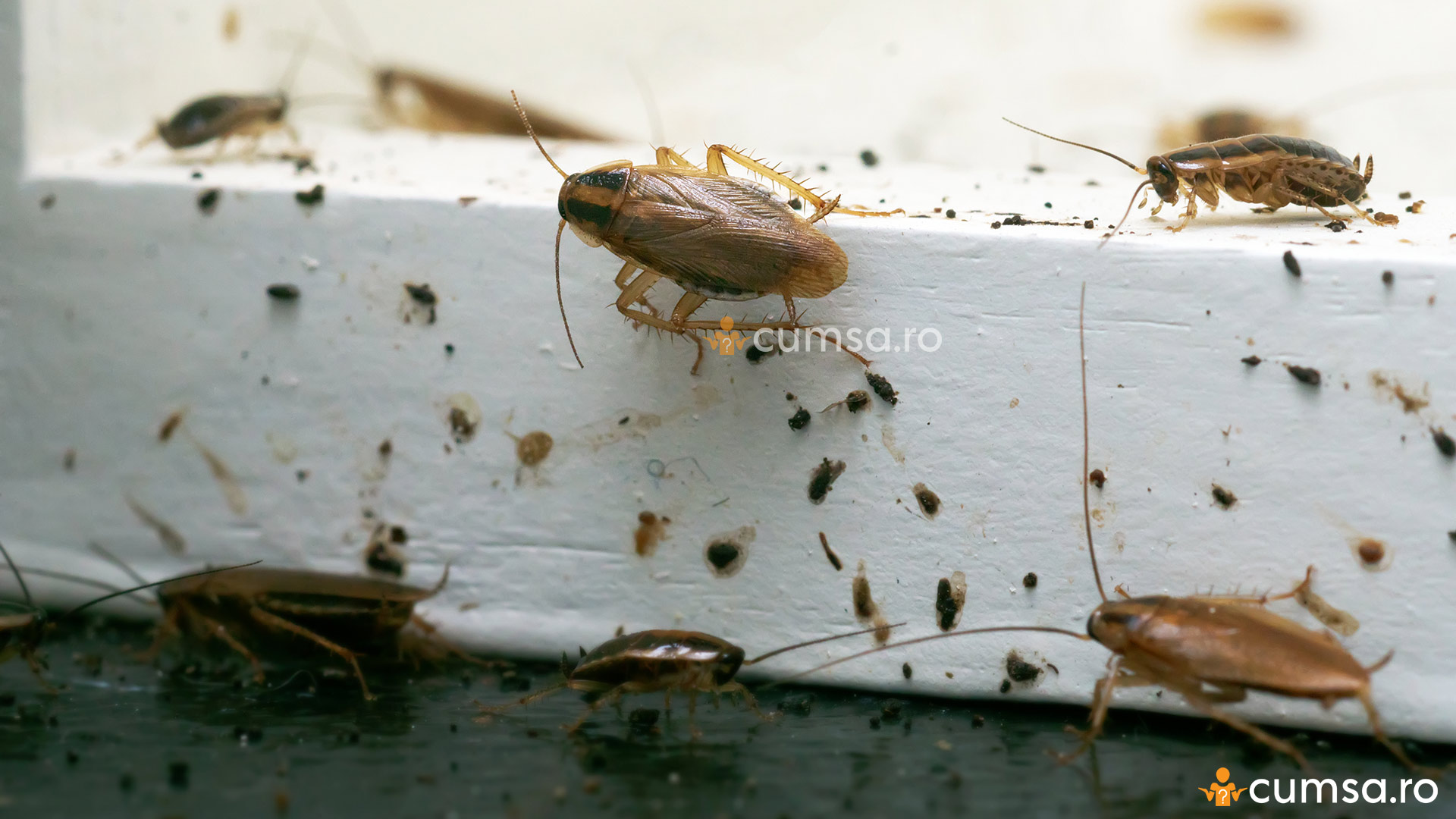 De unde vin gandacii de bucatarie si cum sa scapi de acestia - cumsa.ro