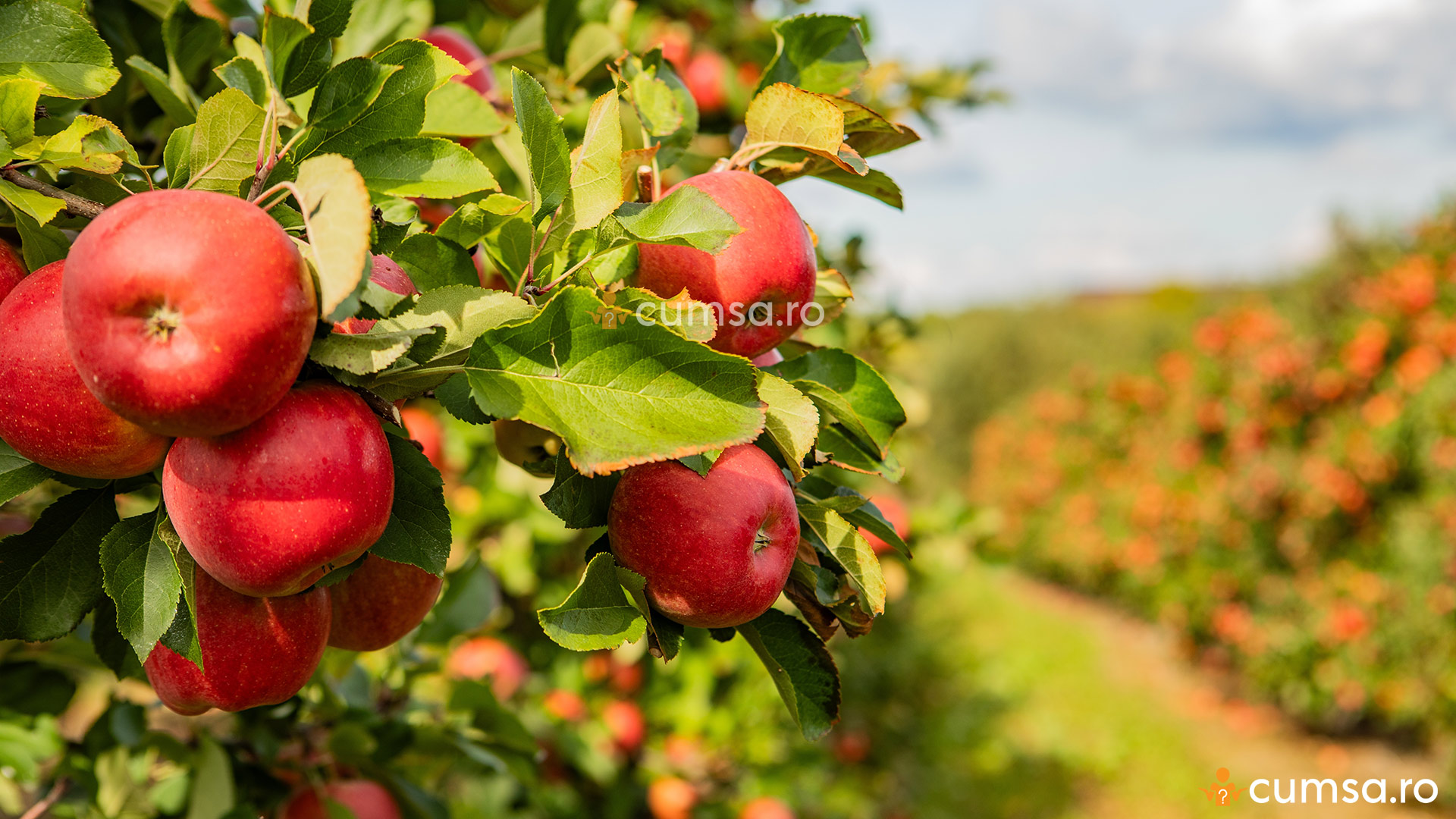 Cand se culeg merele. Cum sa le pastrezi pe durata sezonului rece - cumsa.ro