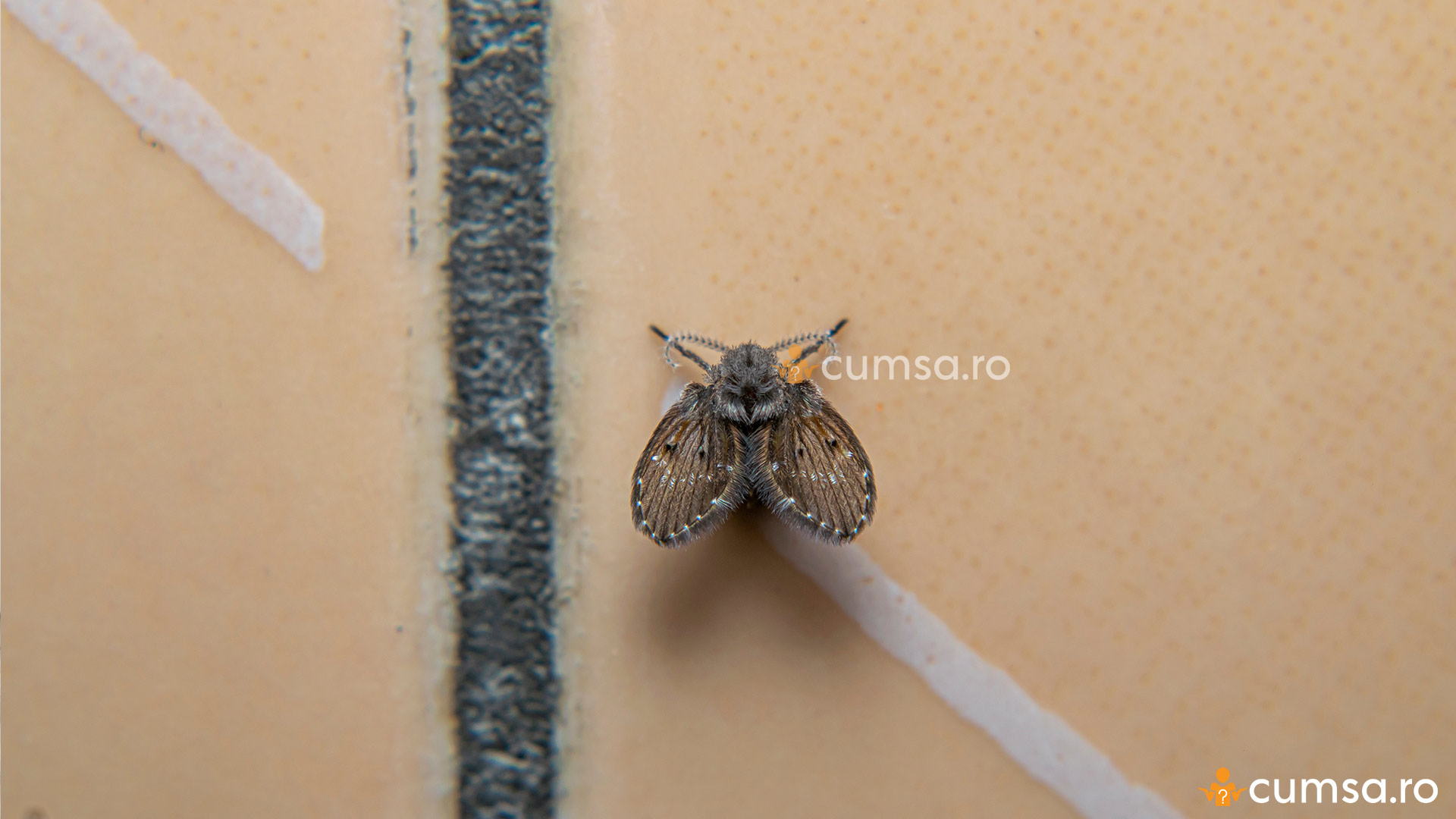 Musculite de umezeala in baie. Cum sa scapi de acestea si de unde apar ...