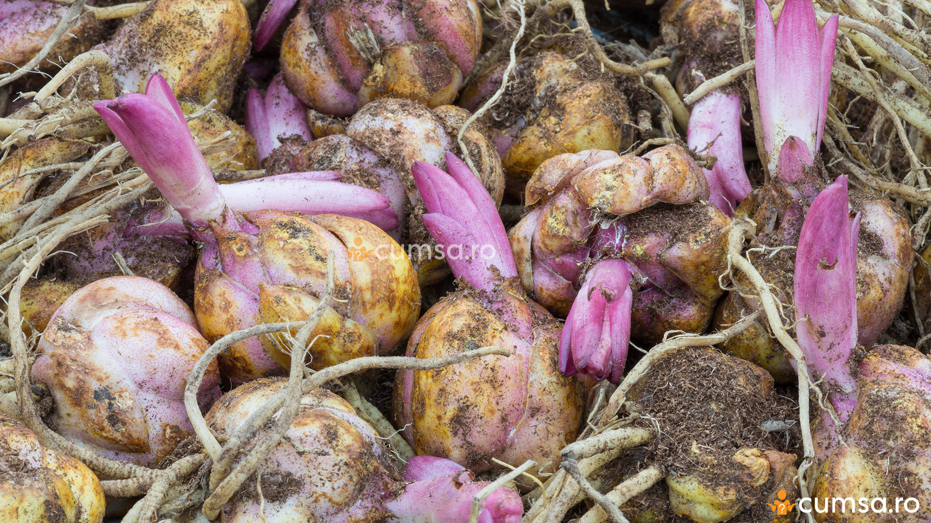 Cand se scot bulbii de crini regali. Cum sa ii pastrezi pe timp de ...