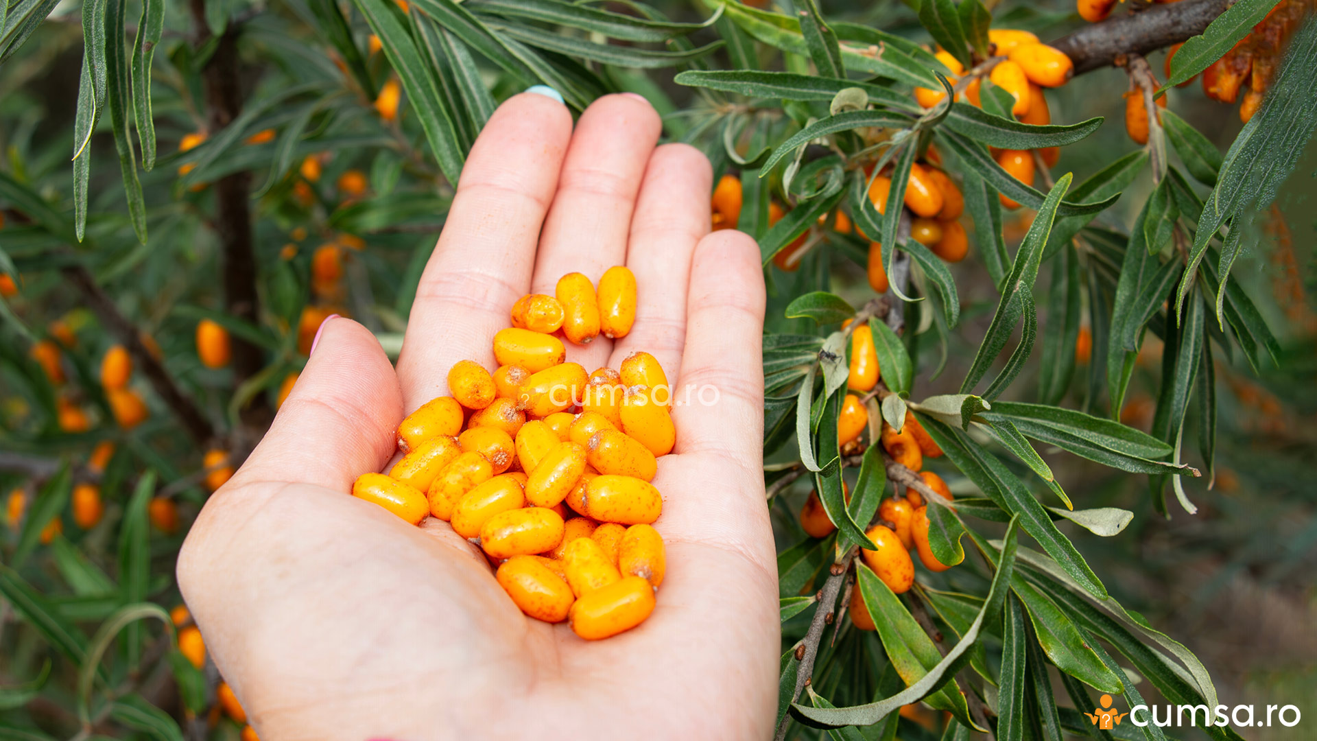 Cand se culege catina. Care este perioada ideala si cum sa pastrezi ...