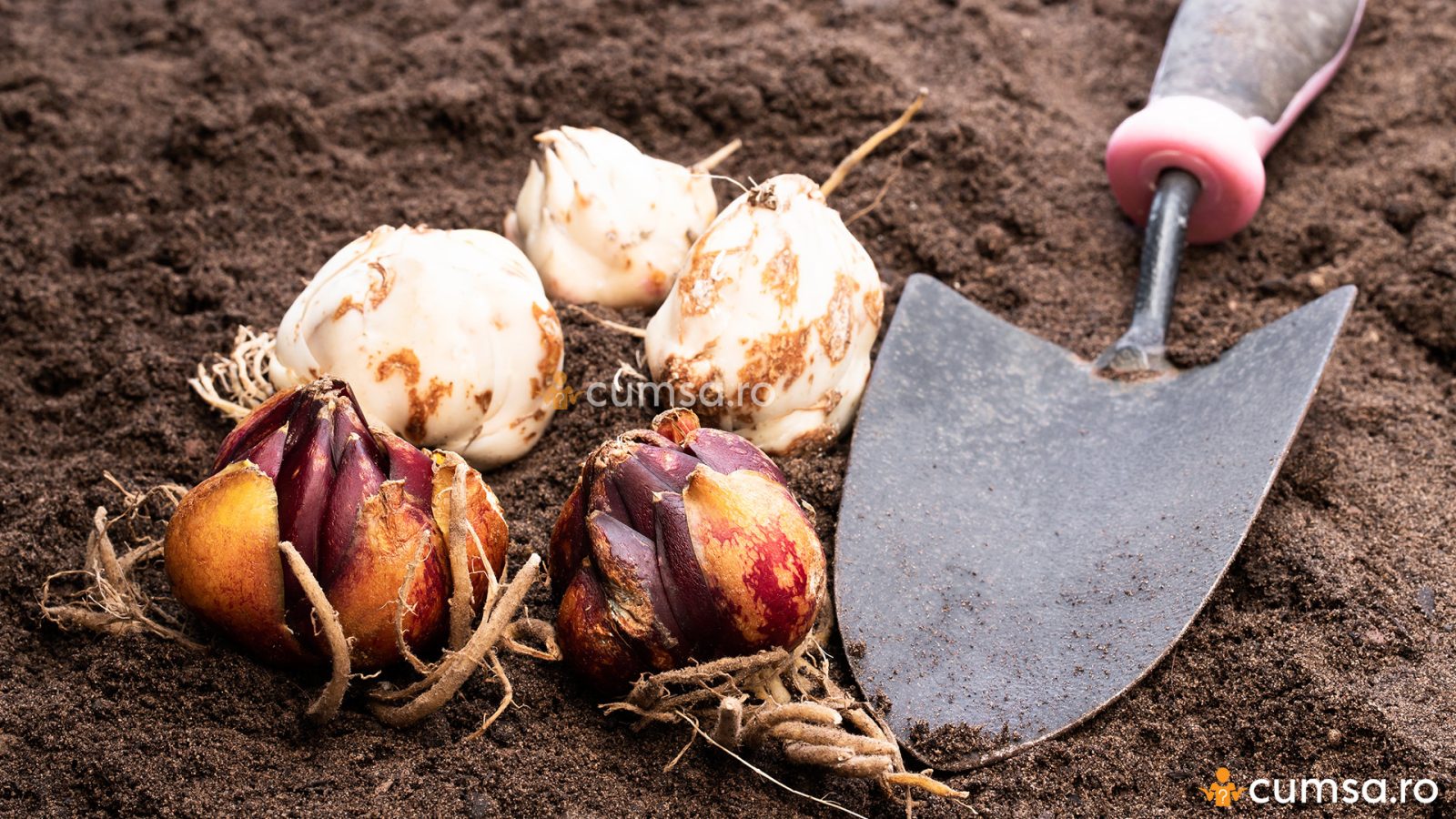 Cand se scot bulbii de crini regali. Cum sa ii pastrezi pe timp de ...
