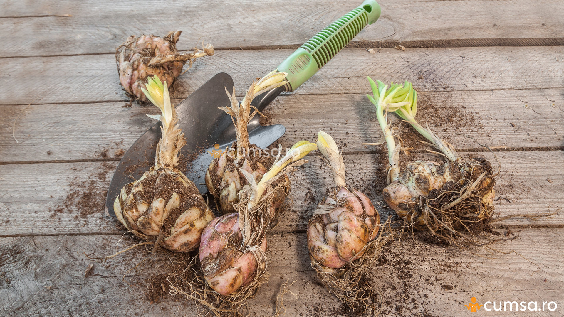 Cand se scot bulbii de crini regali. Cum sa ii pastrezi pe timp de ...