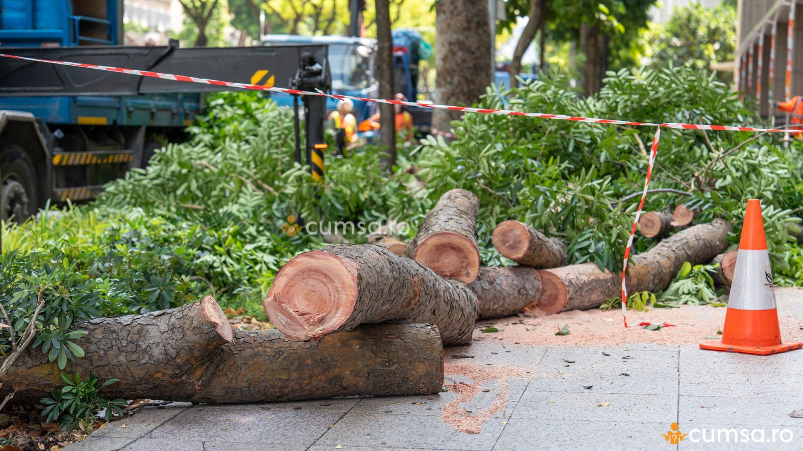 Cerere taiere copaci. Cum sa faci si ce amenda risti daca tai un copac ...
