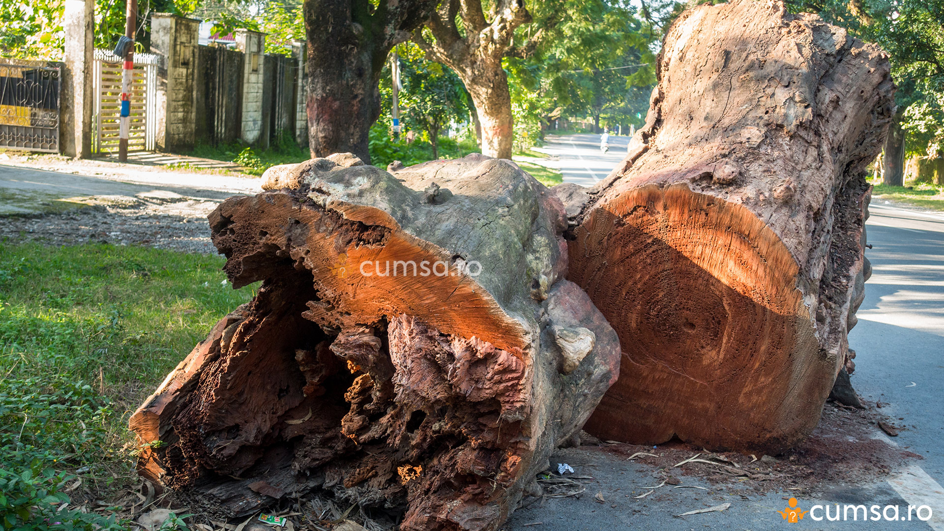Cerere taiere copaci. Cum sa faci si ce amenda risti daca tai un copac ...